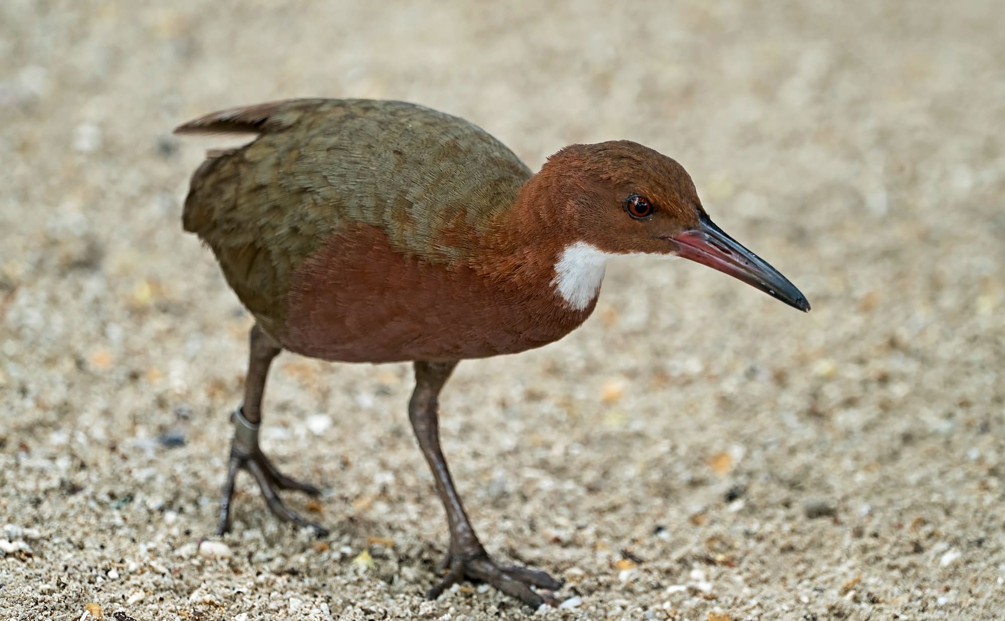 Earthbound: How Birds Become Flightless - Podcast Episode